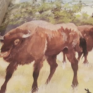 Accents | The Doomsday Book Of Animals Illustrated David Ray | Poshmark